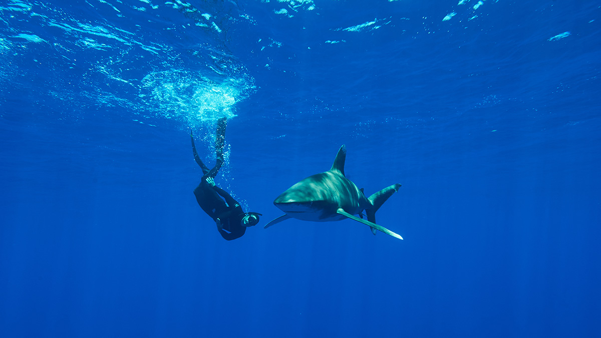 Steve Backshall On Swimming With Sharks Virgin Media
