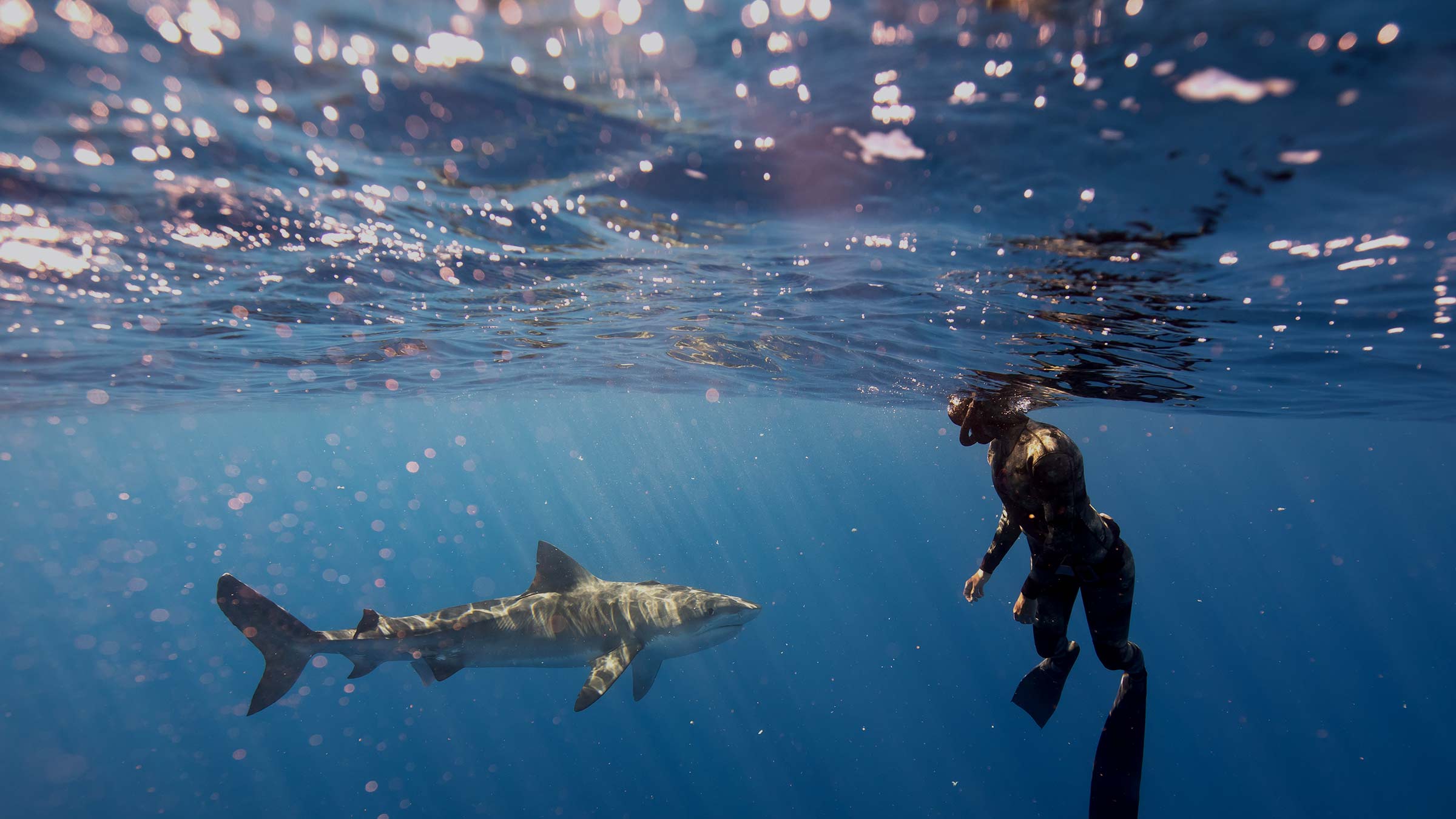 Why Sharks Are Misunderstood Virgin Media Hot Sex Picture
